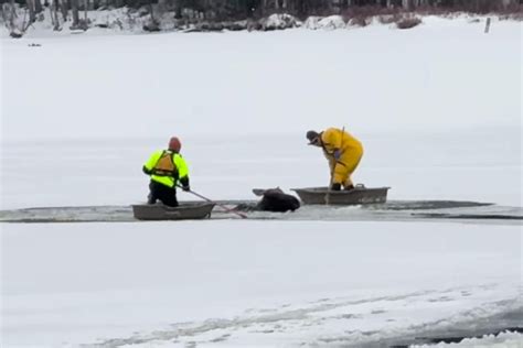 Watch Moose Rescued After Falling Through Ice Into New York Lake