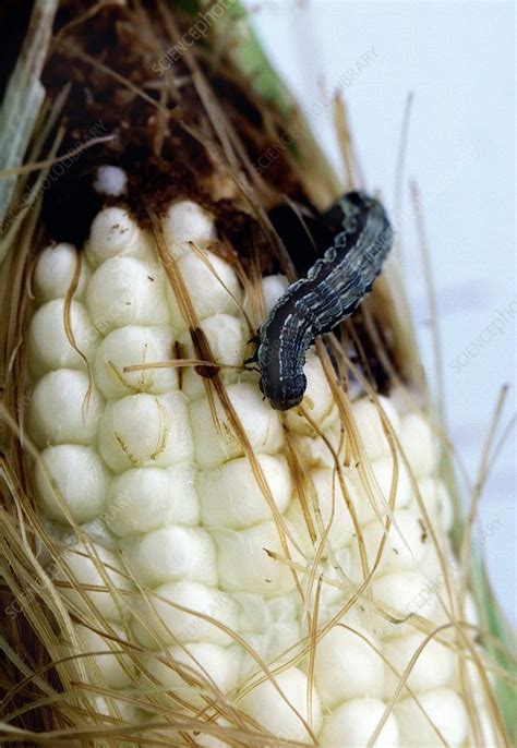 Corn Earworm Stock Image C0076479 Science Photo Library