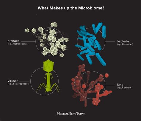 Human Microbiota The Microorganisms That Make Us Their Home