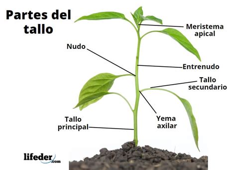 Planta De Interior Con Tallo De Madera