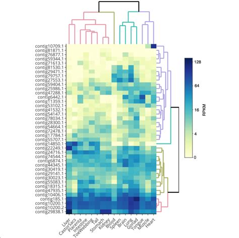 Tissue Specific Expression Of Beaver Lncrnas That Are Orthologous To
