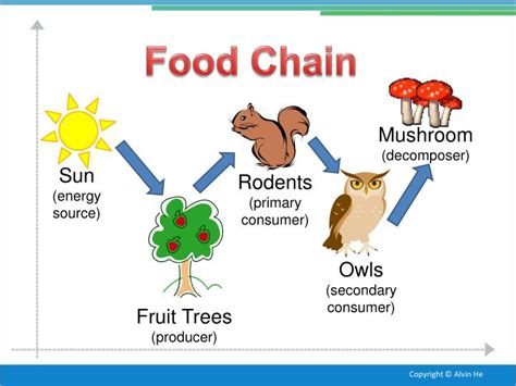 Intemperate Deciduous Forest Food Web Chain