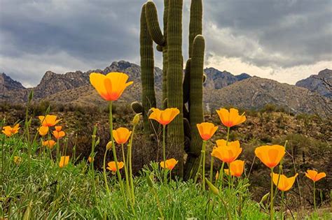 Field Guide To Arizonas Sonoran Desert Wildflowers
