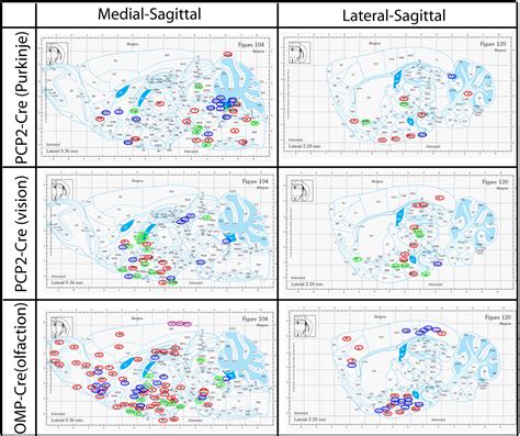 Figure 6 From A Cre Dependent Anterograde Transsynaptic Viral Tracer For Mapping Output