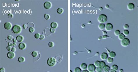 Newly Discovered Sexual Reproduction Process Eurekalert