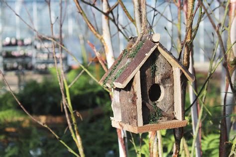 Put Up A Nest Box For Birds