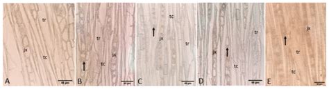 Tangential Cross Section Of G Versteegii Seedling Stem Inoculated With Download Scientific