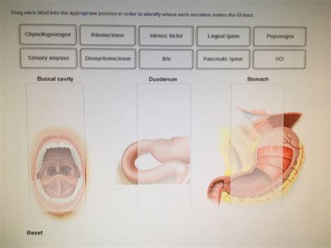 Solved Drag Each Label Into The Appropriate Position In