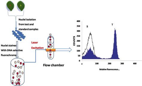1 Diagrammatic Representation Of Flow Cytometry Cells Or Nuclei Are Download Scientific