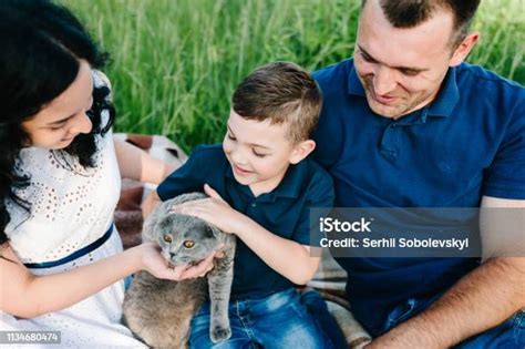 아들과 부모는 손을 잡고 들고 햇빛 여름 공원에서 회색 고양이와 놀고 잔디에 앉아 저녁 태양 빛에 행복 한 가족입니다 엄마 아빠와 일몰에 소년 가족에 대한 스톡 사진 및