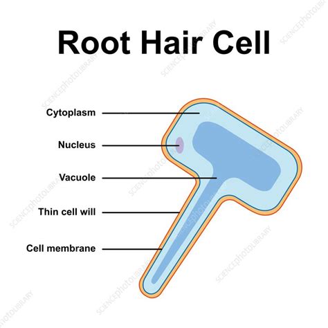 Root Hair Cell Illustration Stock Image F0419806 Science Photo