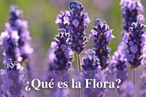¿qué Es La Flora Concepto Y Ejemplos