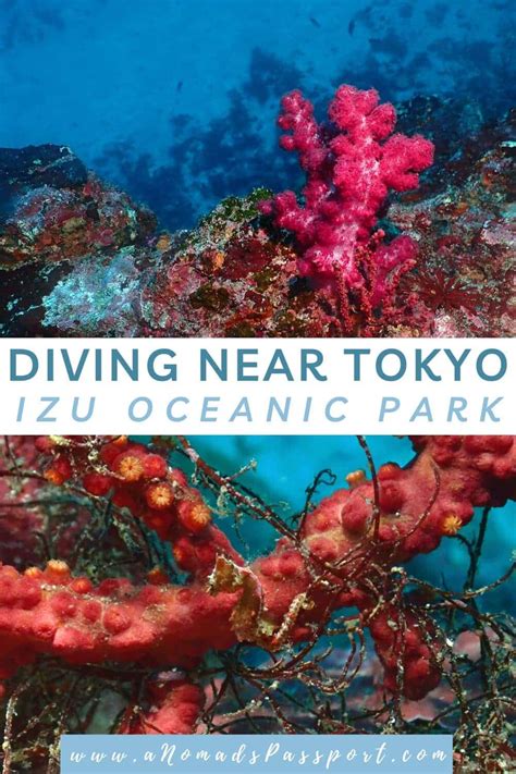 Scuba Diving Near Tokyo Izu Oceanic Park A Complete Guide