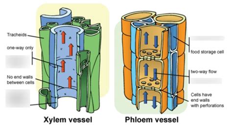 Xylem Vessels And Tracheids Diagram