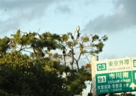 野鳥だより カワウ河鵜 富士男だより