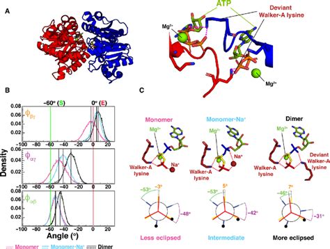 Conformation Of Atp In Its Complexes With The P Loop Atpase Mind A Download Scientific