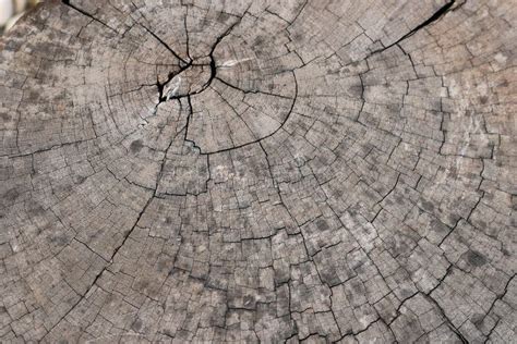 Tree Stump Background Stock Image Image Of Deforest 138990561