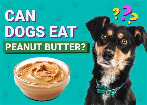 Can Dogs Eat Peanut Butter Is It Good For Them Vet Reviewed Health