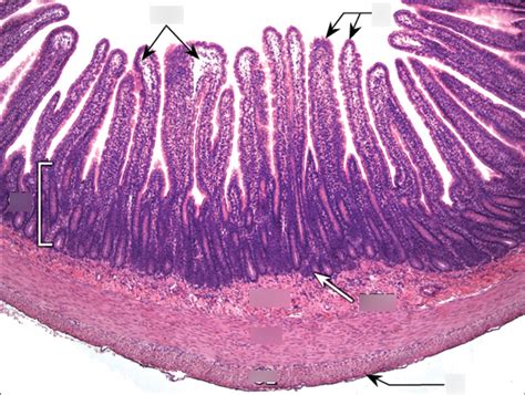 Jejunum Histology Slide Diagram Quizlet