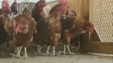 Testing Of Bird Flu Cases