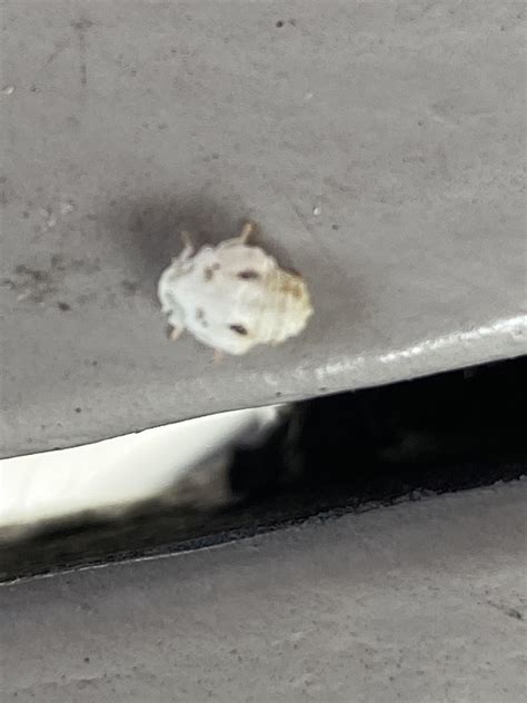 What Is This Weird White Bug With Black Spots Rwhatisthisbug