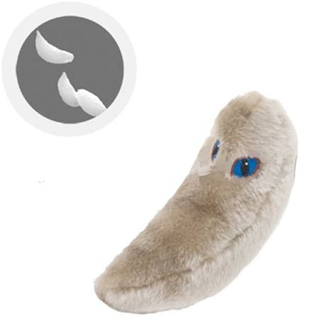 Toxoplasmosis Toxoplasma Gondii — Science And Nature Co