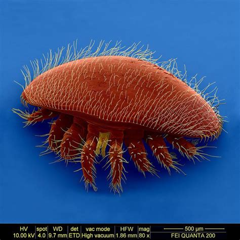 Varroa Destructor Varroa Mite Microscopic Photography Electron Microscope Images
