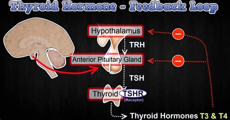 Positive Feedback Loop Hormones