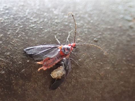 長池公園生き物図鑑オオワラジカイガラムシ