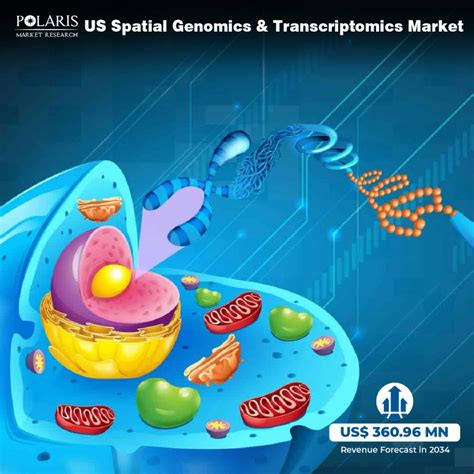 Us Spatial Genomics And Transcriptomics Market To Reach Usd 36096 Mn By 2034 Growing At 127