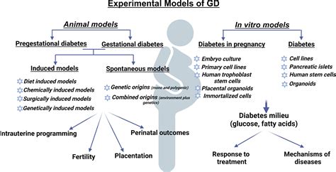 Guidelines For In Vivo Models Of Developmental Programming Of Cardiovascular Disease Risk