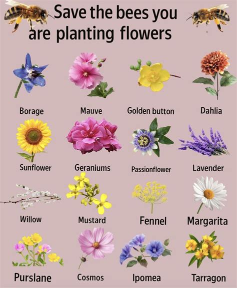 Houseplant 🌸🐝 50 Bee Friendly Plants To Boost Pollination 🍯🌿 Want To Attract More Bees To