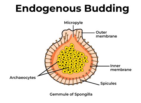 Budding Definition Examples And Facts Geeksforgeeks