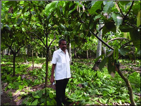 5 Pruning Of Cocoa Plants Download Scientific Diagram