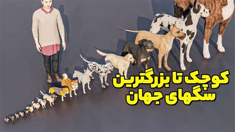کوچک ترین تا بزرگ ترین سگ های جهان 🔥 سگ فنجونی تا سگ غولپیکر Youtube
