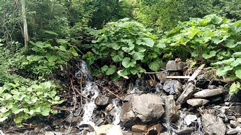 산림 경관에서 흐르는 폭포 물 바위와 녹색 나무 너도밤 나무 사이에 빠르게 흐르는 액체 강에 대한 스톡 사진 및 기타 이미지 강 경관 깊은 Istock
