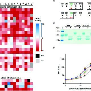 Characterization Of Naturally Existing And Manually Added N Glycan Download Scientific Diagram