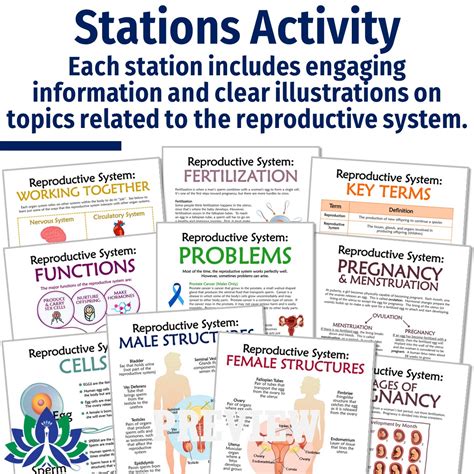 Human Reproductive System Stations Activity Flying Colors Science