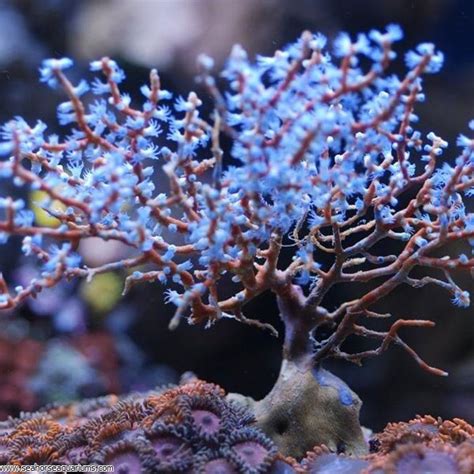 Blueberry Gorgonian