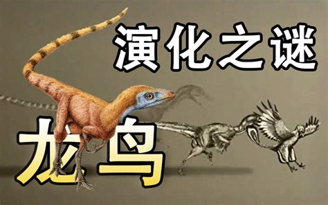 震惊中外的古生物发现！我国辽西被誉为世界上第一只鸟起飞的地方？恐龙是从何时变成毛茸茸的？【恐龙时代】 兽脚类篇17 黑毛羊驼 黑毛羊驼 哔哩哔哩视频