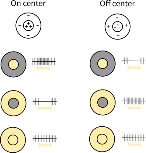 Receptive Fields Lgn Simulator