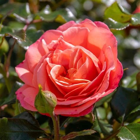 Rose Plant Coral Gardens Marshalls Garden