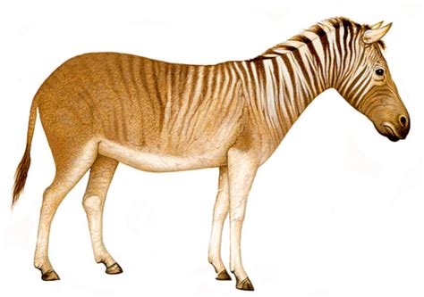 Quagga Fandom Quagga Fandom