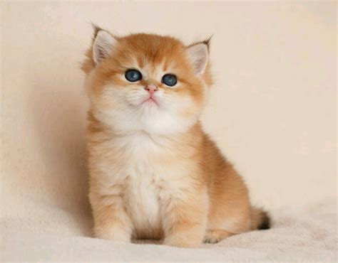 Кот рыжая шиншилла фото Каталог Фото