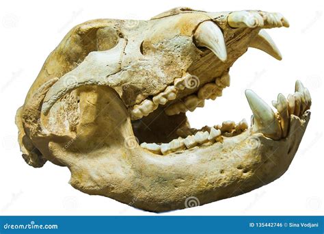 Animal Skull Anatomy