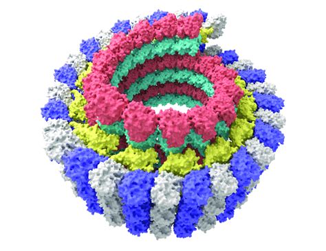 Illustration Of The Ses Generation Of Multiprotein Complex Here We