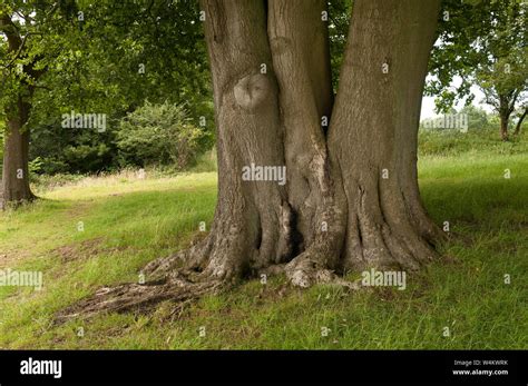 Old Mature Bole Base Of Common Beech Fagus Sylvatica Many Centuries Old Split And Joined As Old Mature Bole Base Of Common Beech Fagus Sylvatica Many Centuries Old Split And Joined As