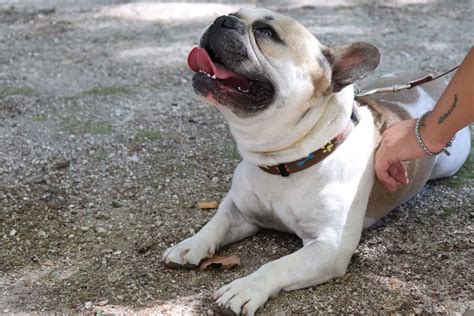 French Bulldog Hotspots What Are They And How To Them