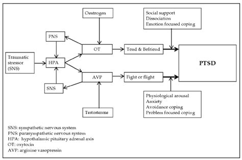 A Model Of Potential Sex Differences In Initial Stress Response And Download Scientific Diagram