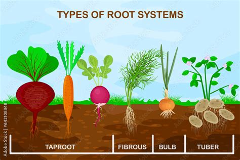 Types Root Systems Of Plants Taproot Fibrous Bulb And Tuber Root
